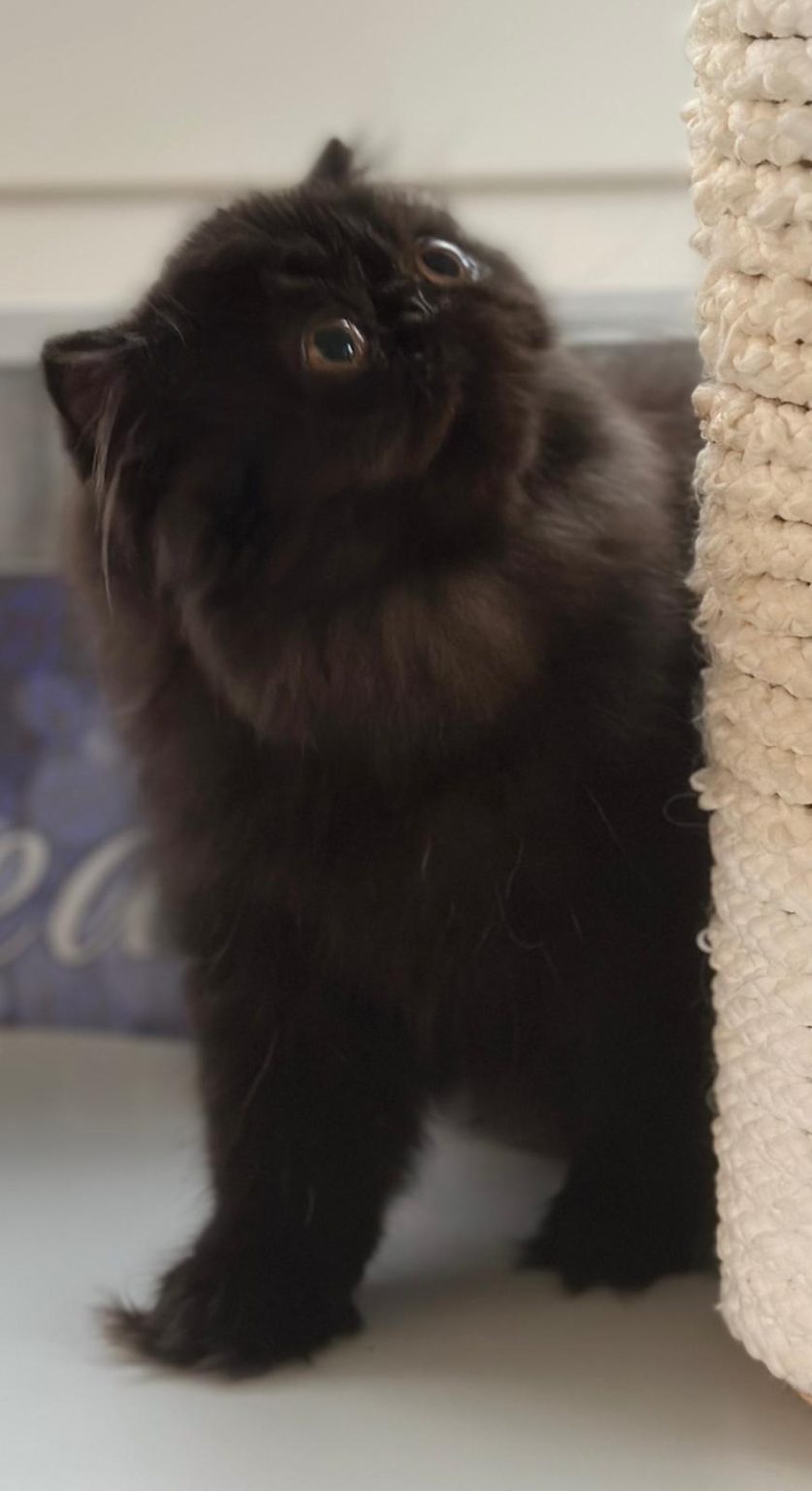 Miracle, la gattina nera che conquista Verona: è lei la più bella del ...