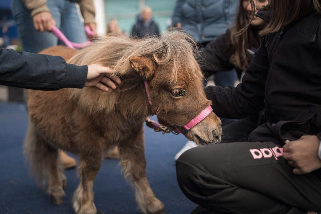 Fieracavalli 2025, Verona torna capitale mondiale del...